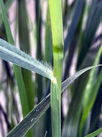 Forage grasses for pasture and hay | UMN Extension