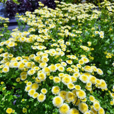 Adding cut flowers to your fruit and vegetable farm | UMN Extension