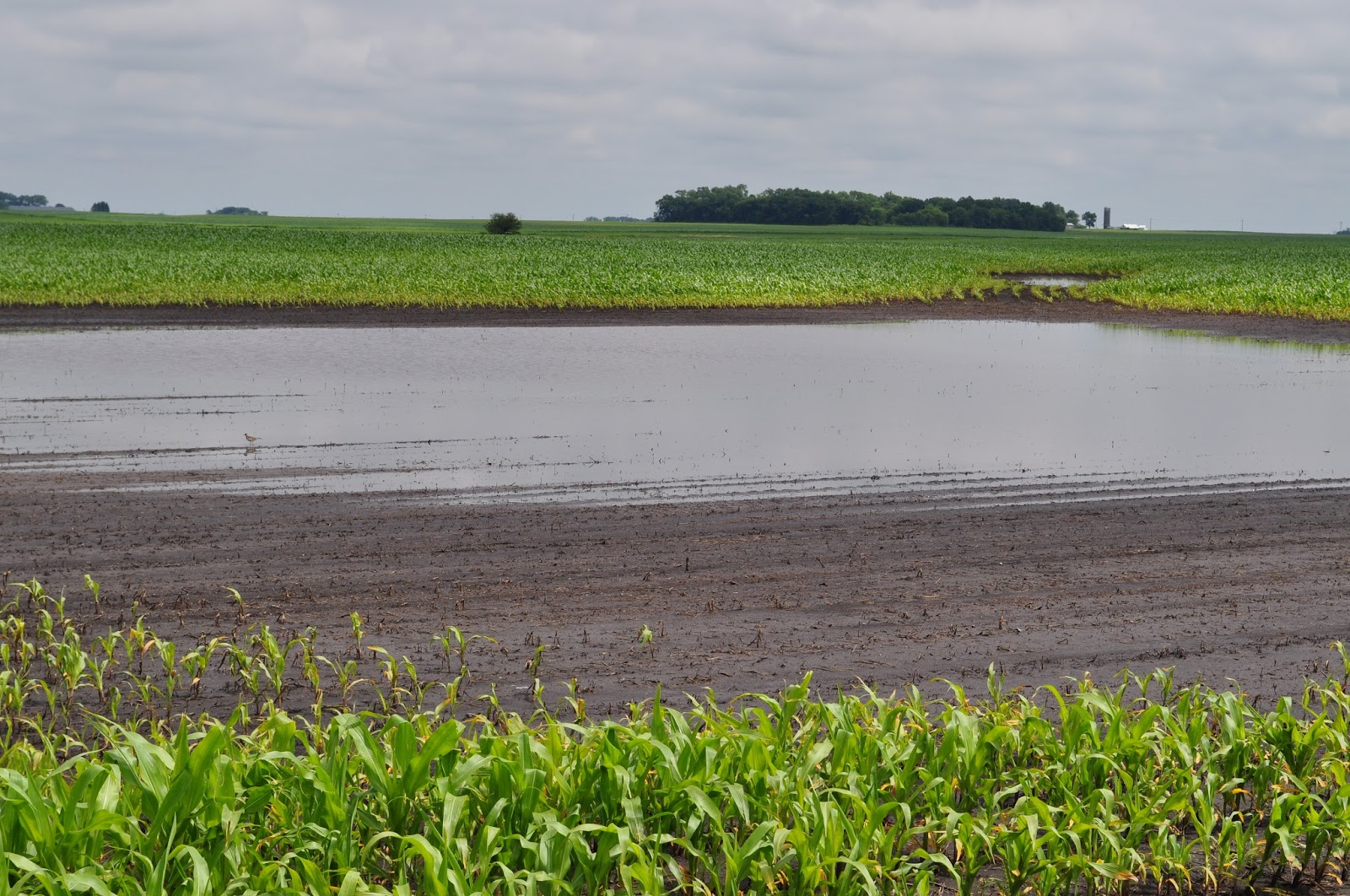 U of M Extension Crop News offers timely strategies for farmers and ag ...
